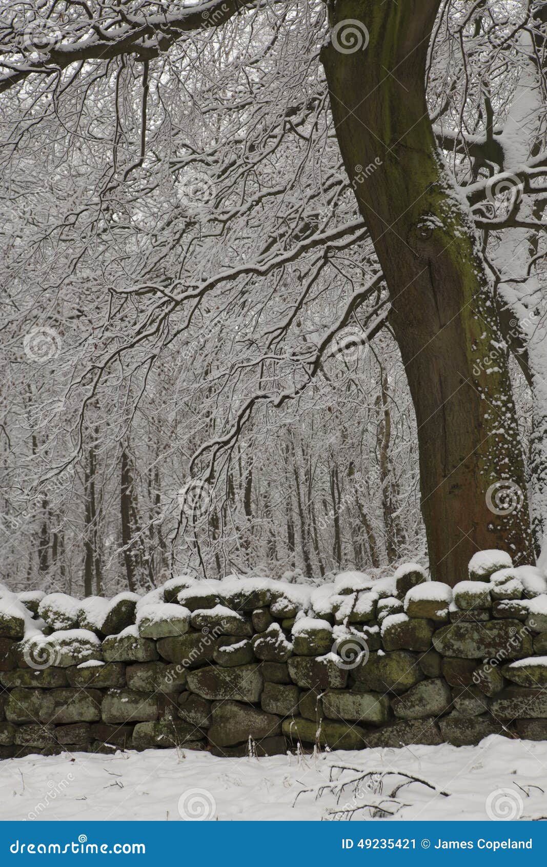 Chevin Forest Park in Otley Stock Image - Image of seasonal, britain ...