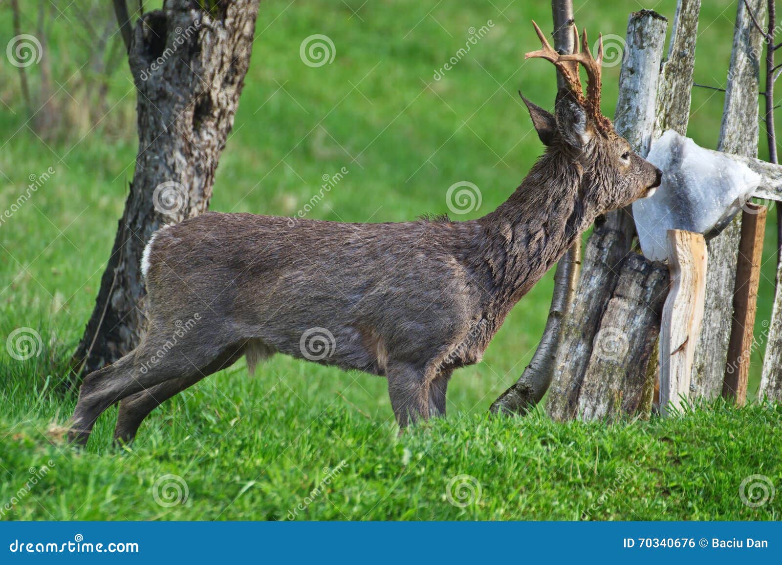 Chevreuil Mâle, Chèvre, Cerf Commun D'isolement Photo stock - Image du ...