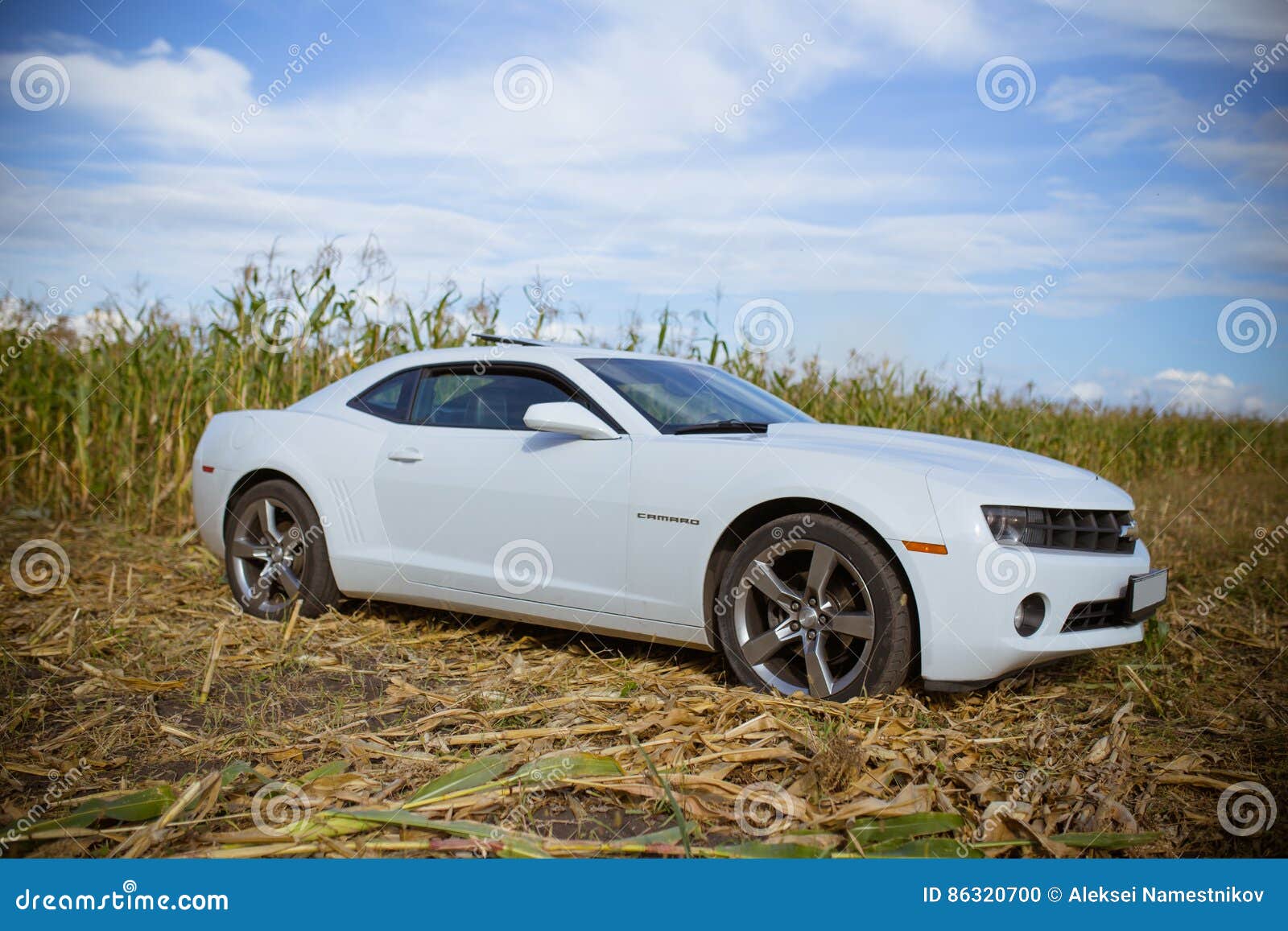 Chevrolet Camaro in a Corn Field Editorial Image - Image of white ...