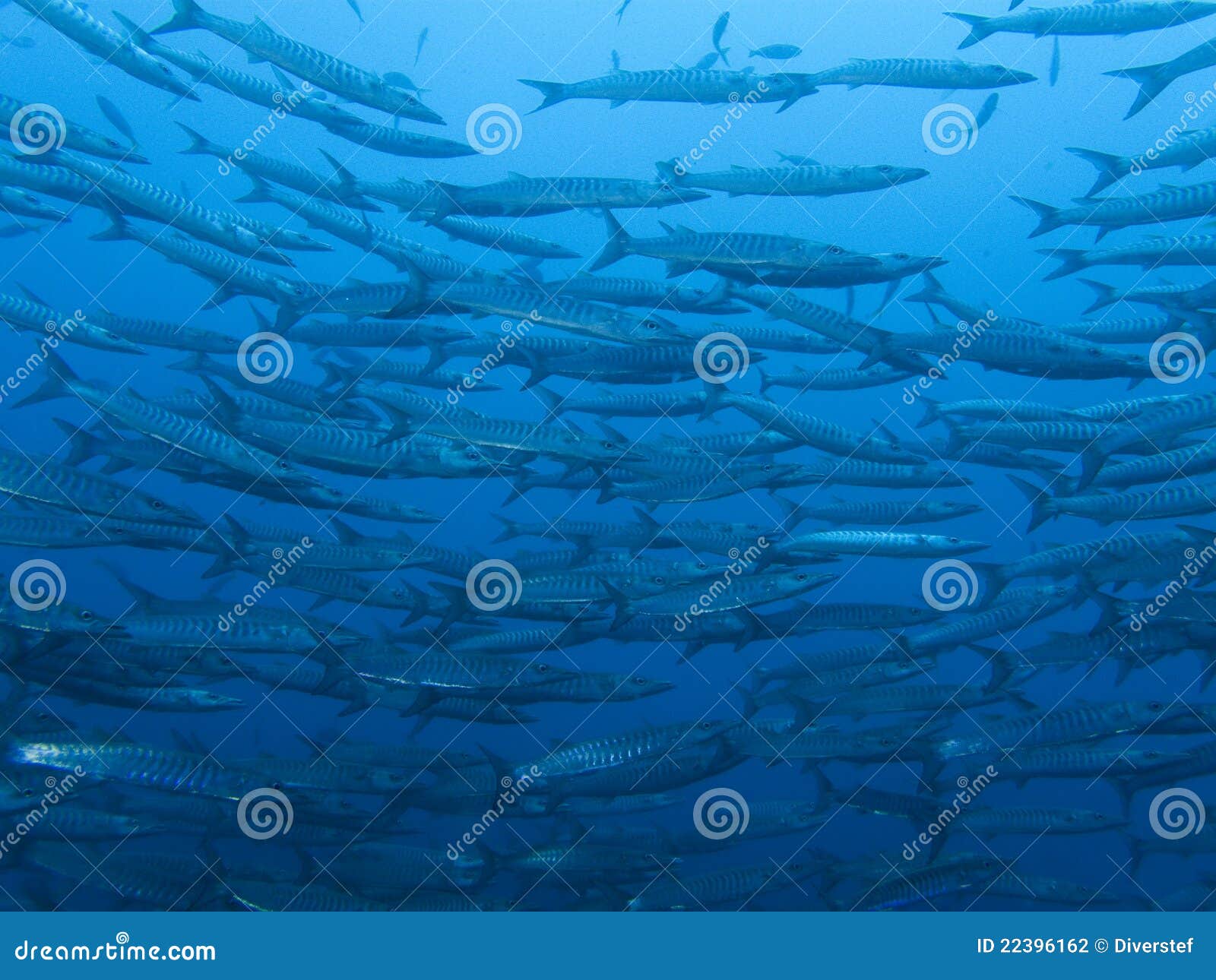 Chevron Barracuda - Sphyraena Qenie Stock Photo - Image of garden ...