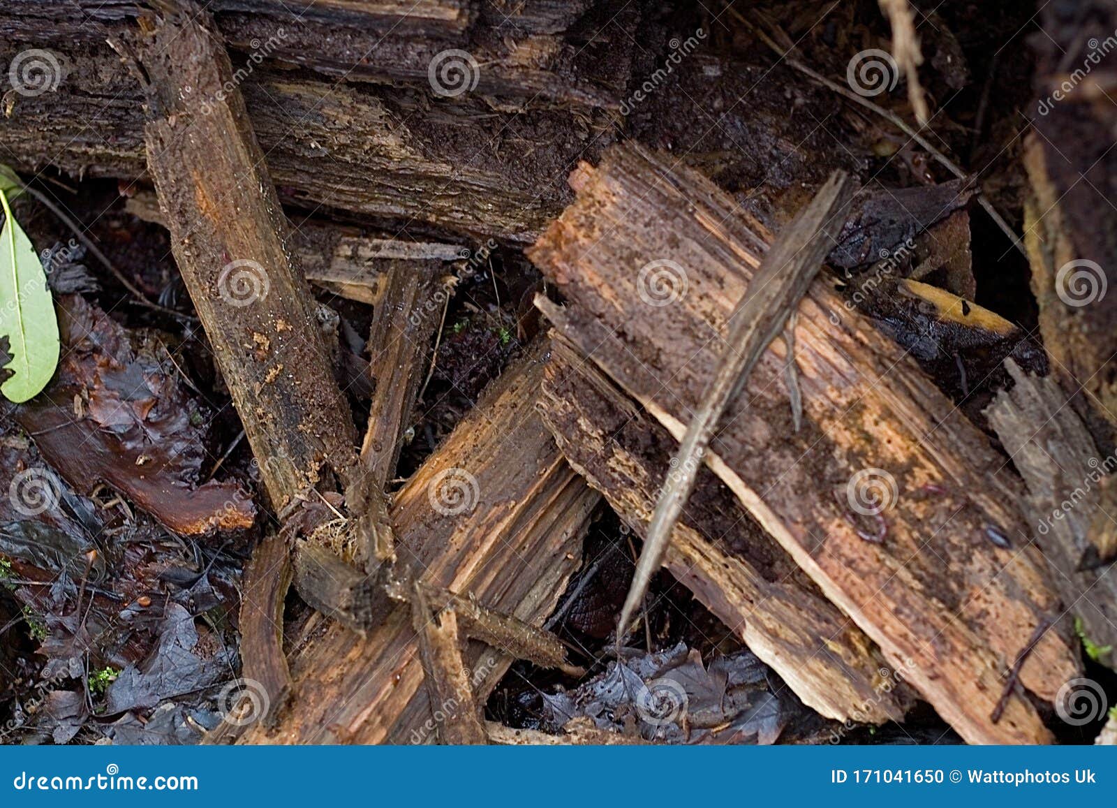 Chewed Damp Tree Bark on the Ground Stock Photo - Image of tree, chewed ...