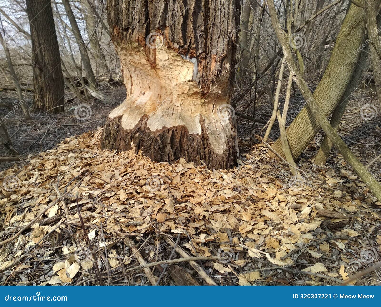 Chewed Trunk of a Massive Tree by Beavers. Construction of ...