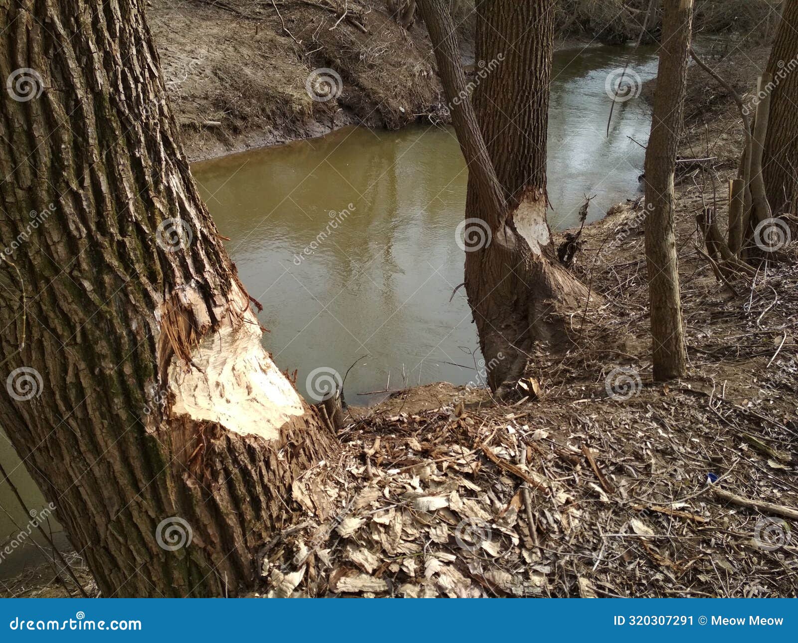 Chewed Trunk of a Massive Tree by Beavers. Construction of ...