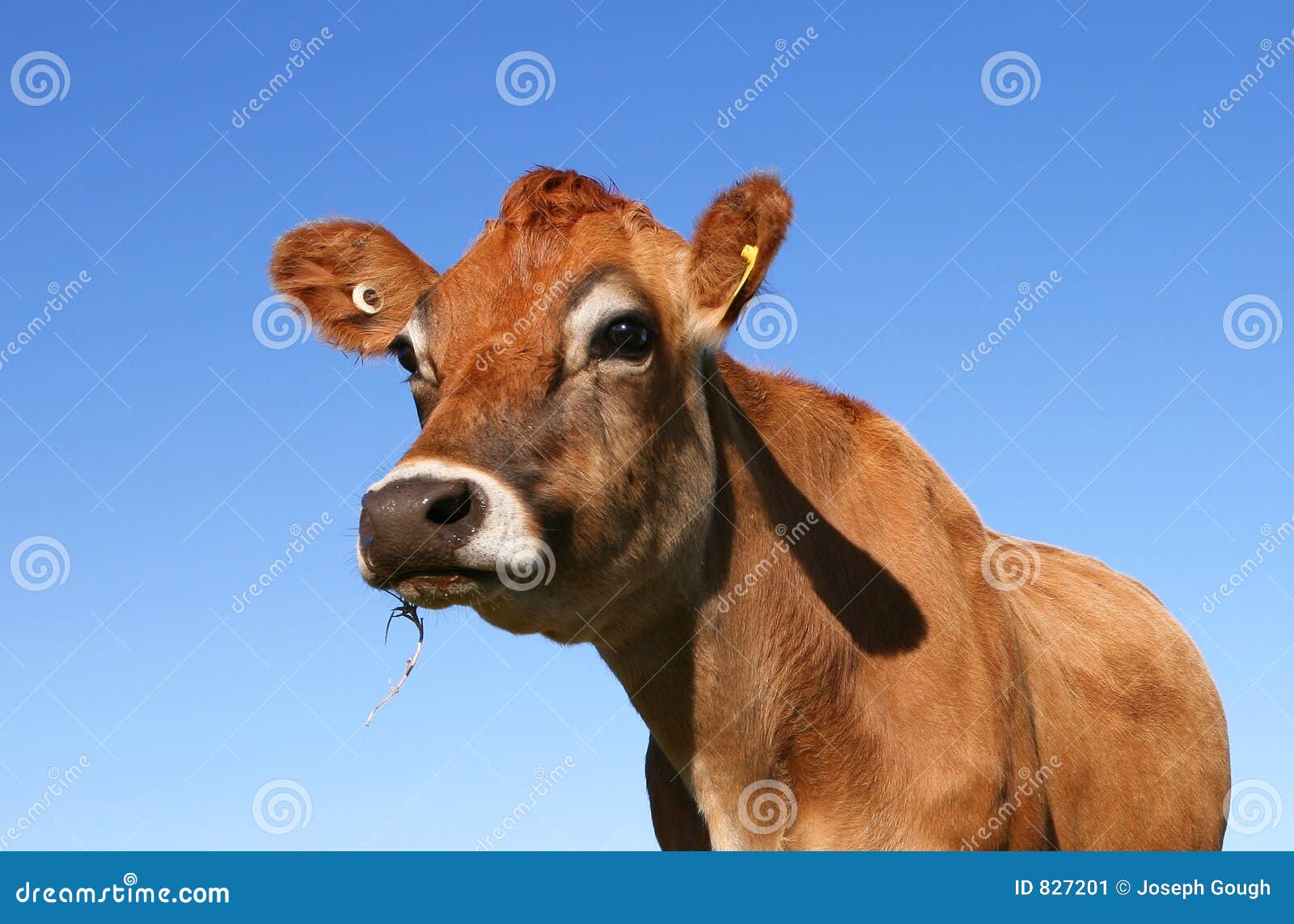Chewin the Cud stock image. Image of grass, looking, cattle - 827201