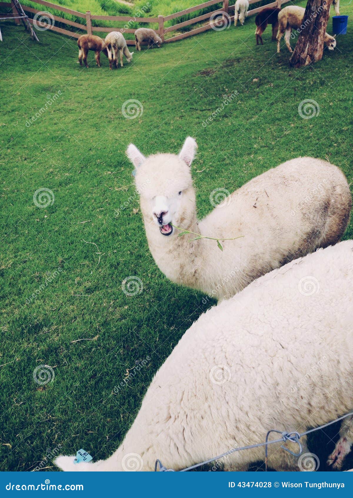 Chewing alpaca stock photo. Image of alpaca, lawn, farm - 43474028