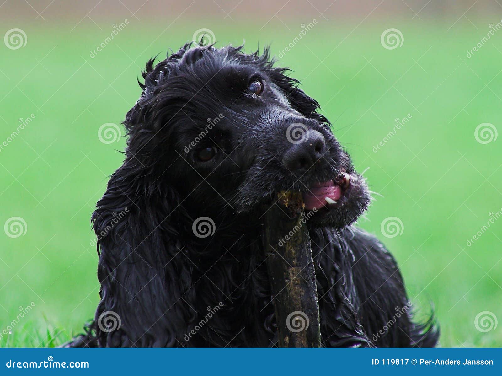 Chewing away stock image. Image of gnawing, chewing, canine - 119817