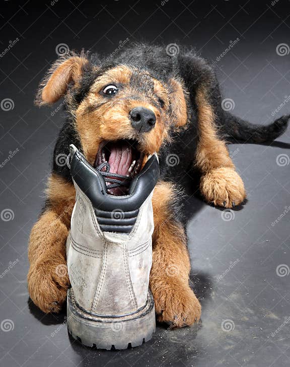 Chewing on a boot stock photo. Image of biting, airedale - 4531142