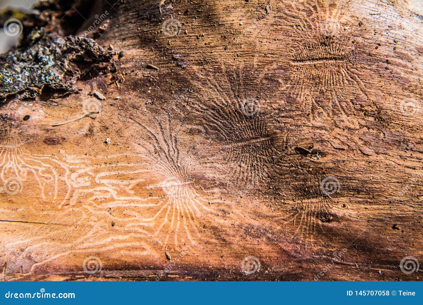 Chewing Channels of Bark Beetle Stock Photo - Image of channels, fauna ...
