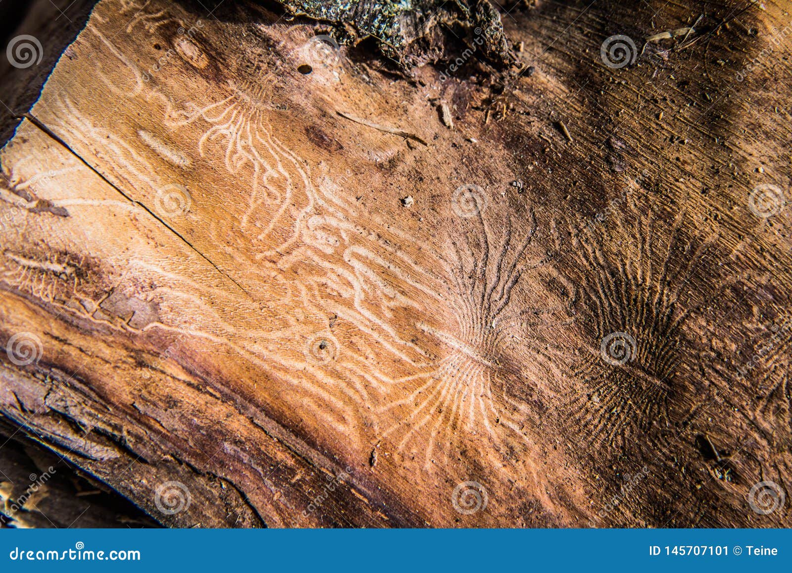 Chewing Channels of Bark Beetle Stock Image - Image of wood, damage ...