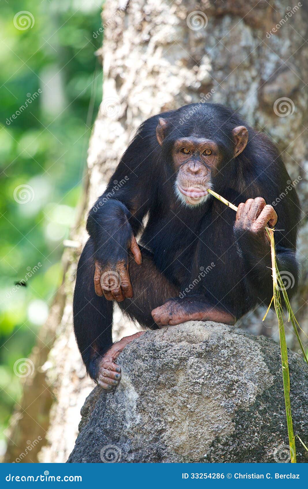 Chewing Chimp stock photo. Image of leaf, tree, primate - 33254286