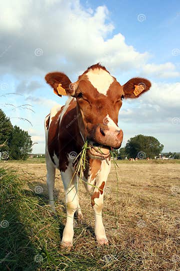 Chewing cow stock image. Image of chew, beast, mammal, eating - 144579