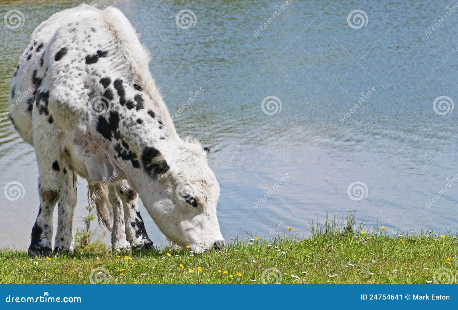 Chewing the Cud stock image. Image of farm, feet, beef - 24754641
