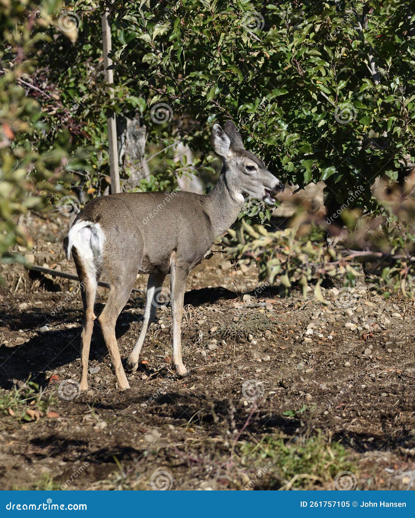 Chewing the cud stock image. Image of animal, apple - 261757105