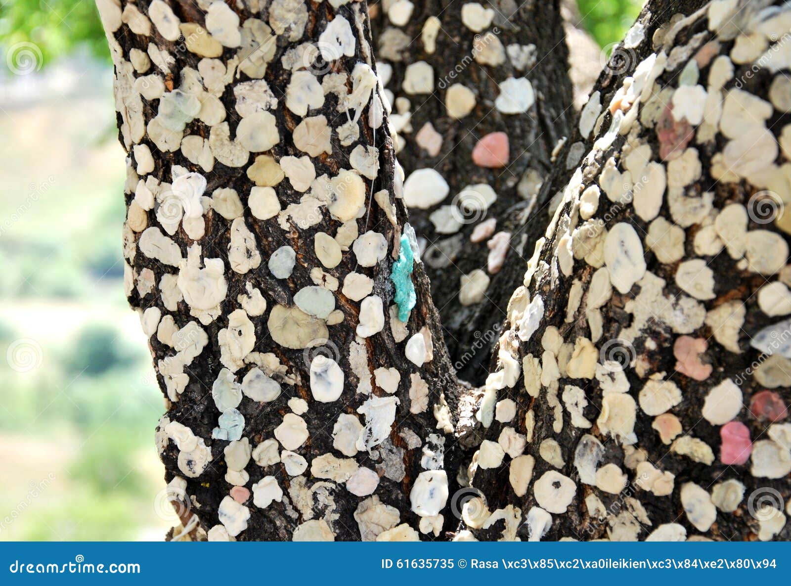 Chewing gum on the tree stock image. Image of chewing - 61635735