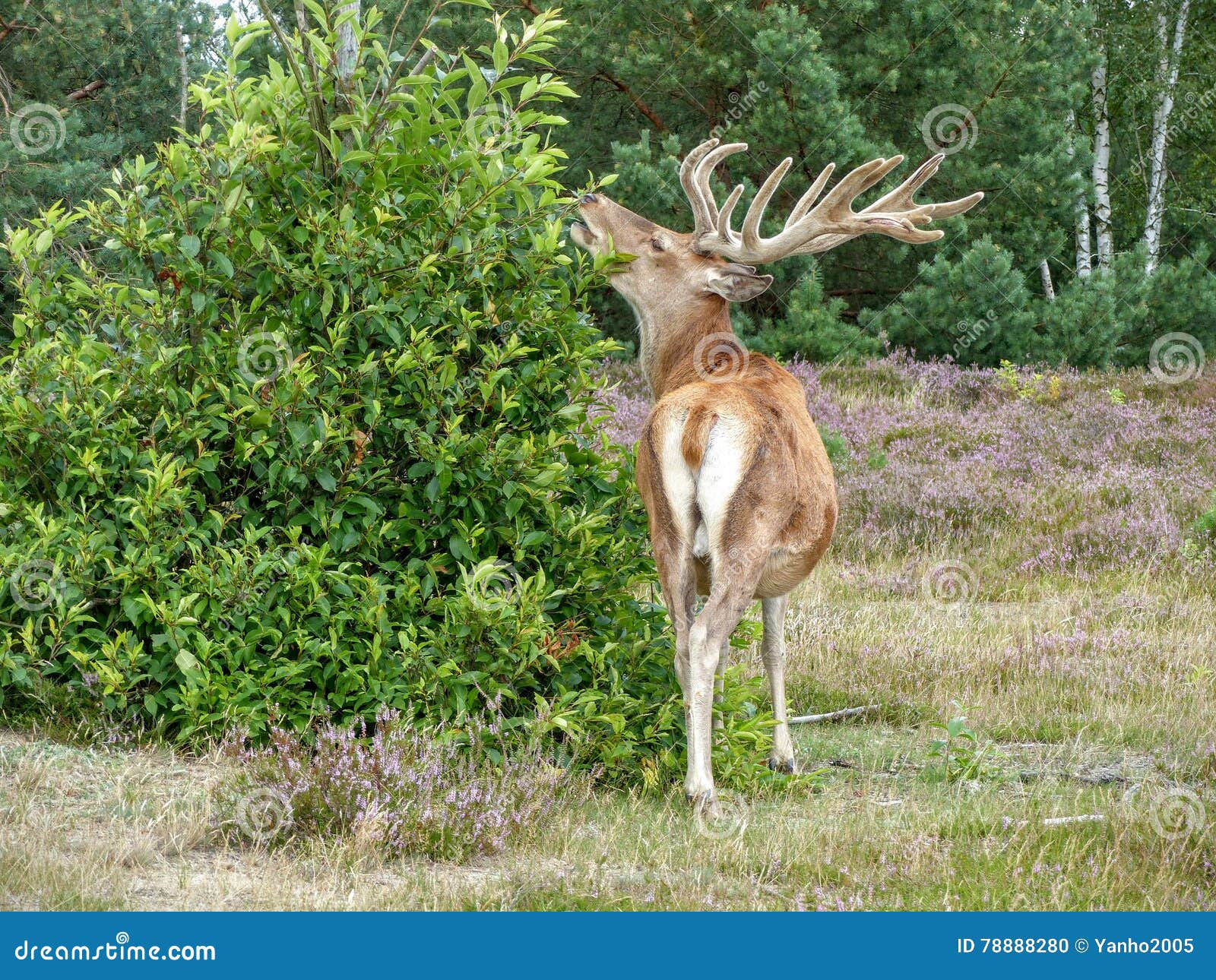Chewing on a leaf stock photo. Image of feeding, mammal - 78888280
