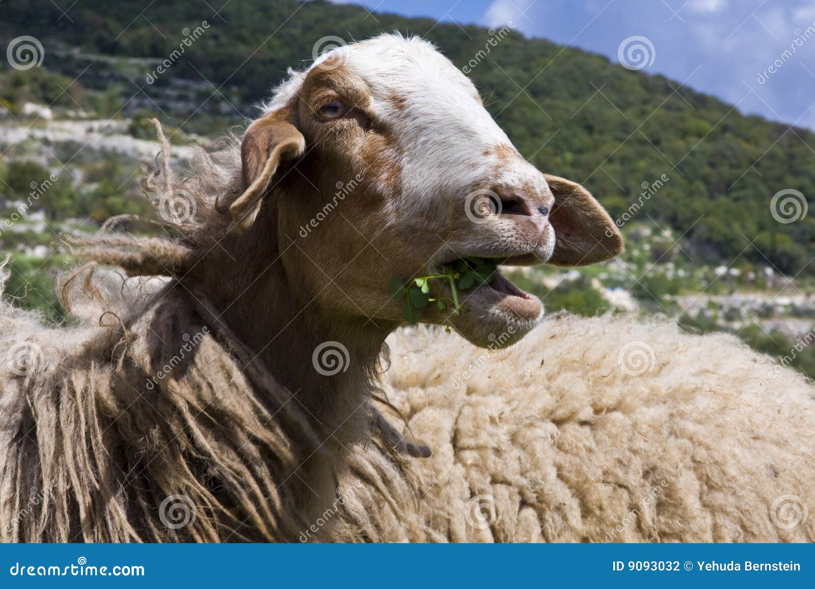 Chewing sheep stock photo. Image of eating, lamb, animal - 9093032