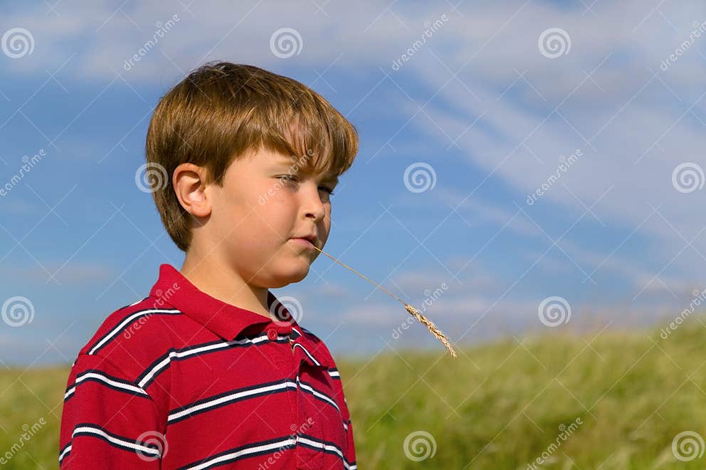 Chewing straw stock image. Image of summer, sunshine, nature - 3225205