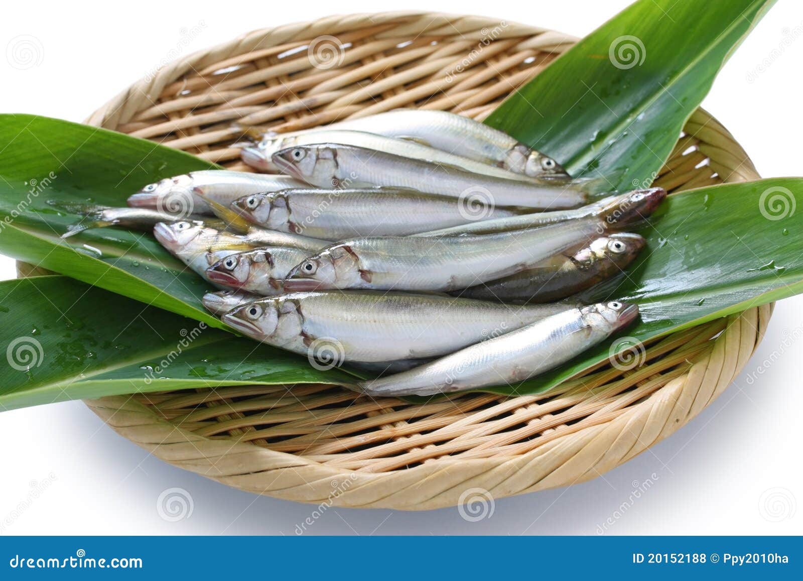 Chi ayu, young sweet fish stock photo. Image of sweetfish - 20152188