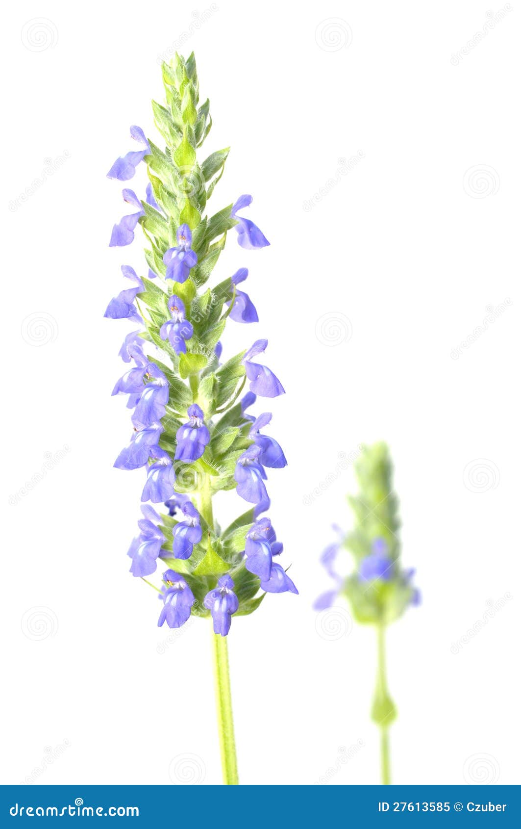 Chia flower stock image. Image of purple, flower, salvia - 27613585