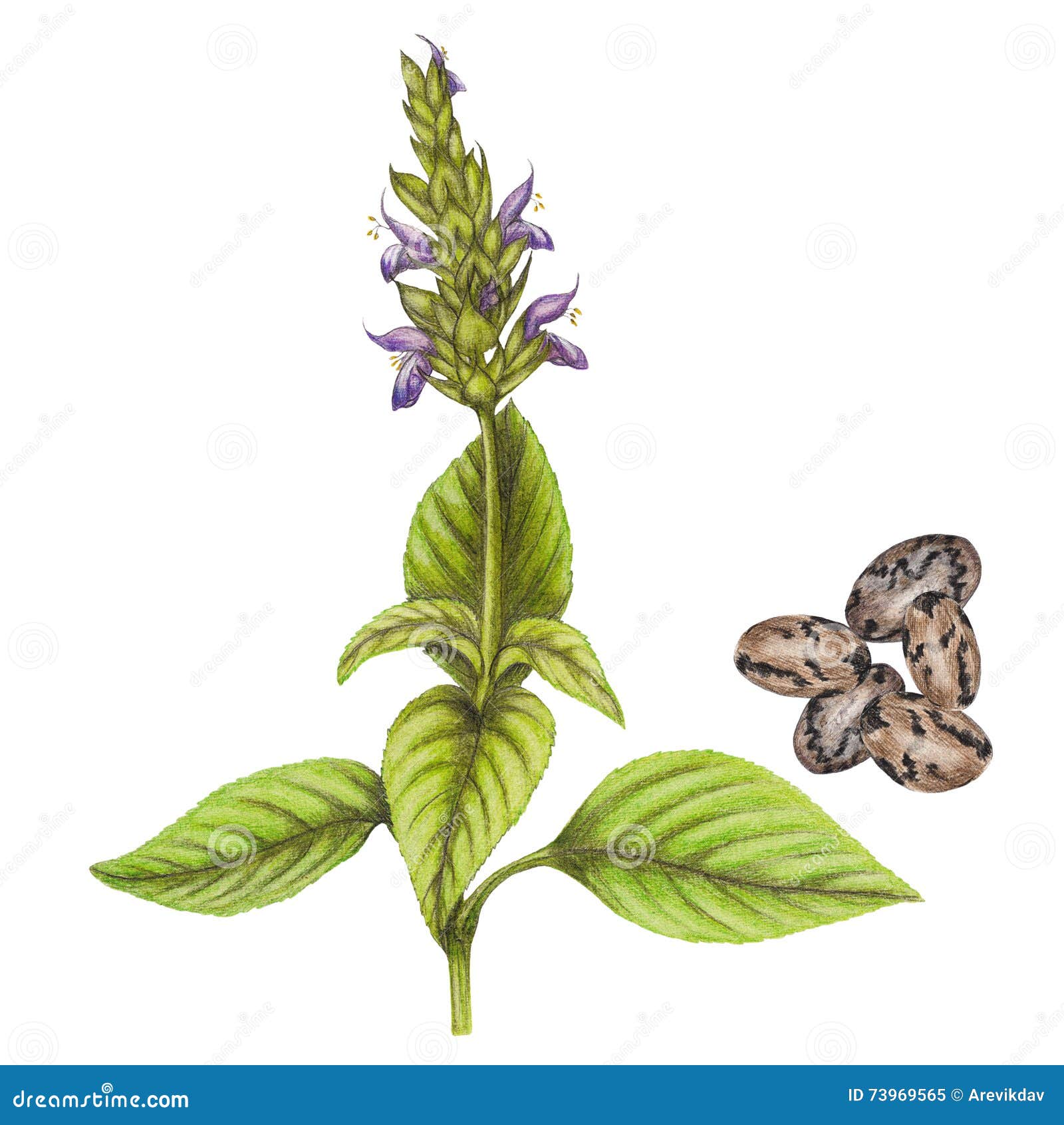 Chia Branch And Chia Seeds Vector Illustration | CartoonDealer.com ...
