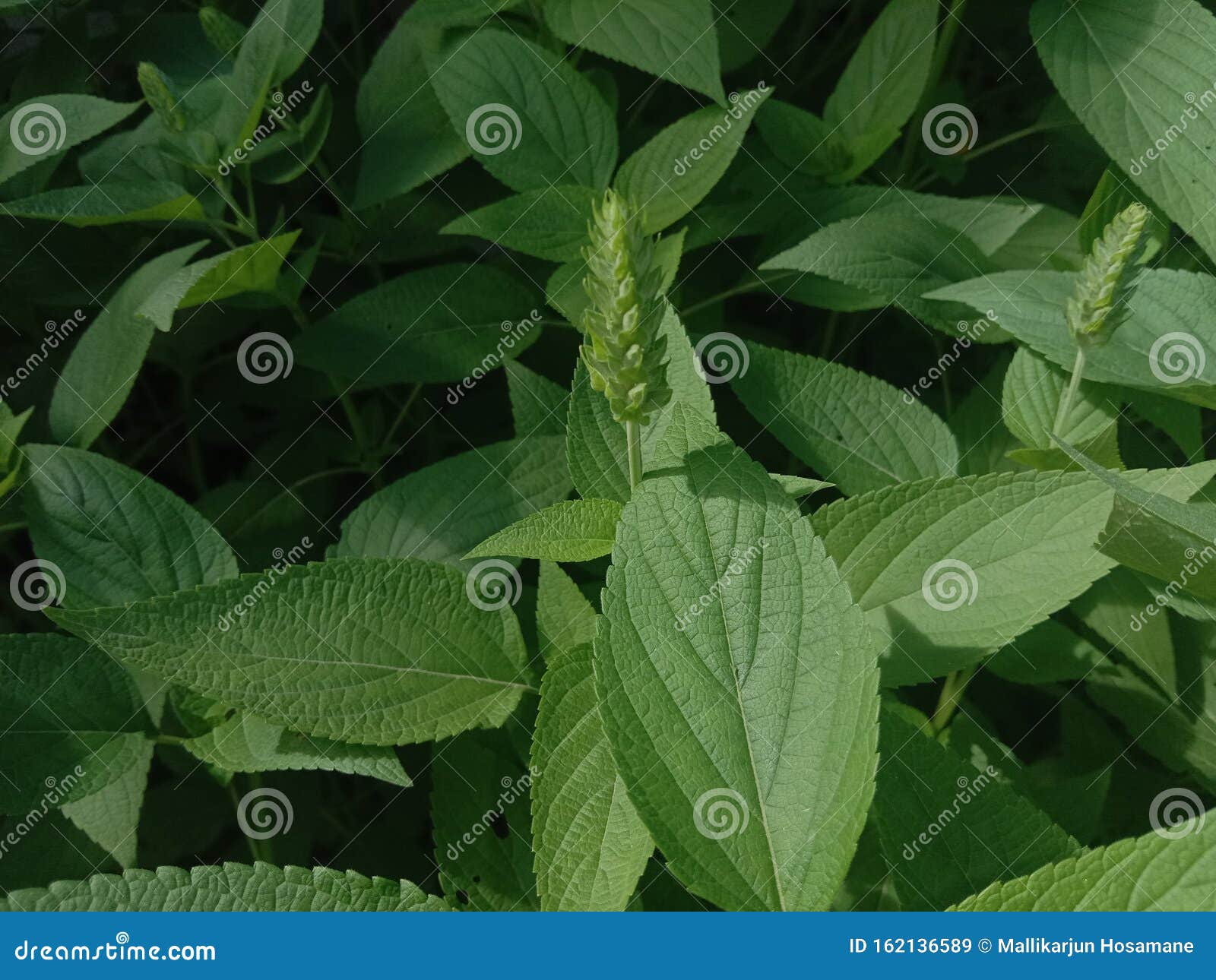 Chia plant stock image. Image of chia, freshplant, organic - 162136589