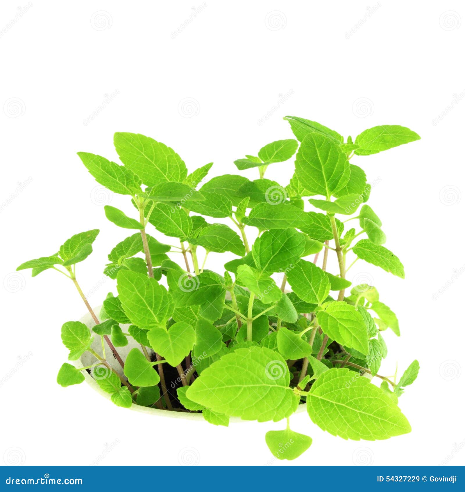 Chia Seed Plant in Pure White Background Stock Image - Image of healthy ...