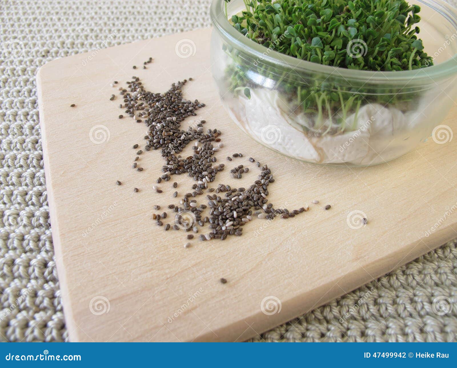 Chia seedlings stock photo. Image of sprouts, seedlings - 47499942