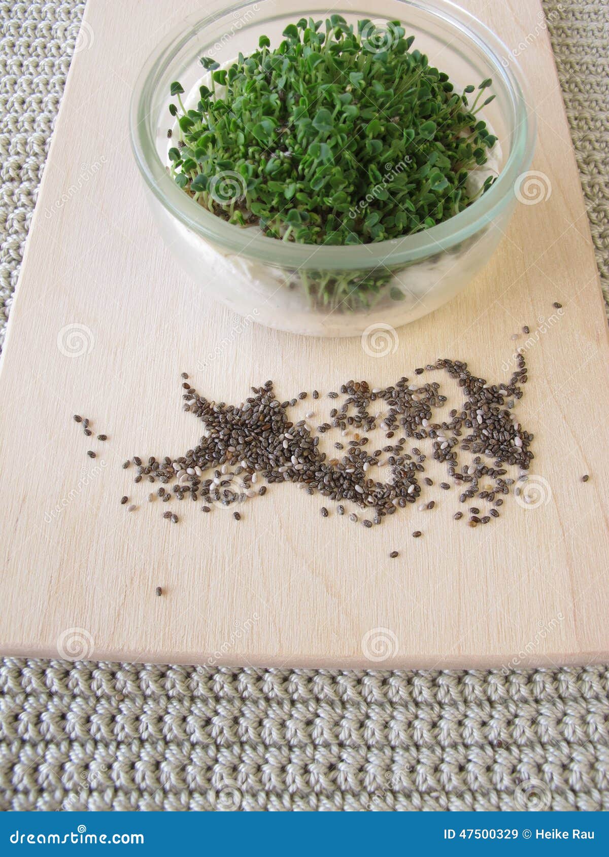 Chia seedlings stock image. Image of sprouting, sprouts - 47500329
