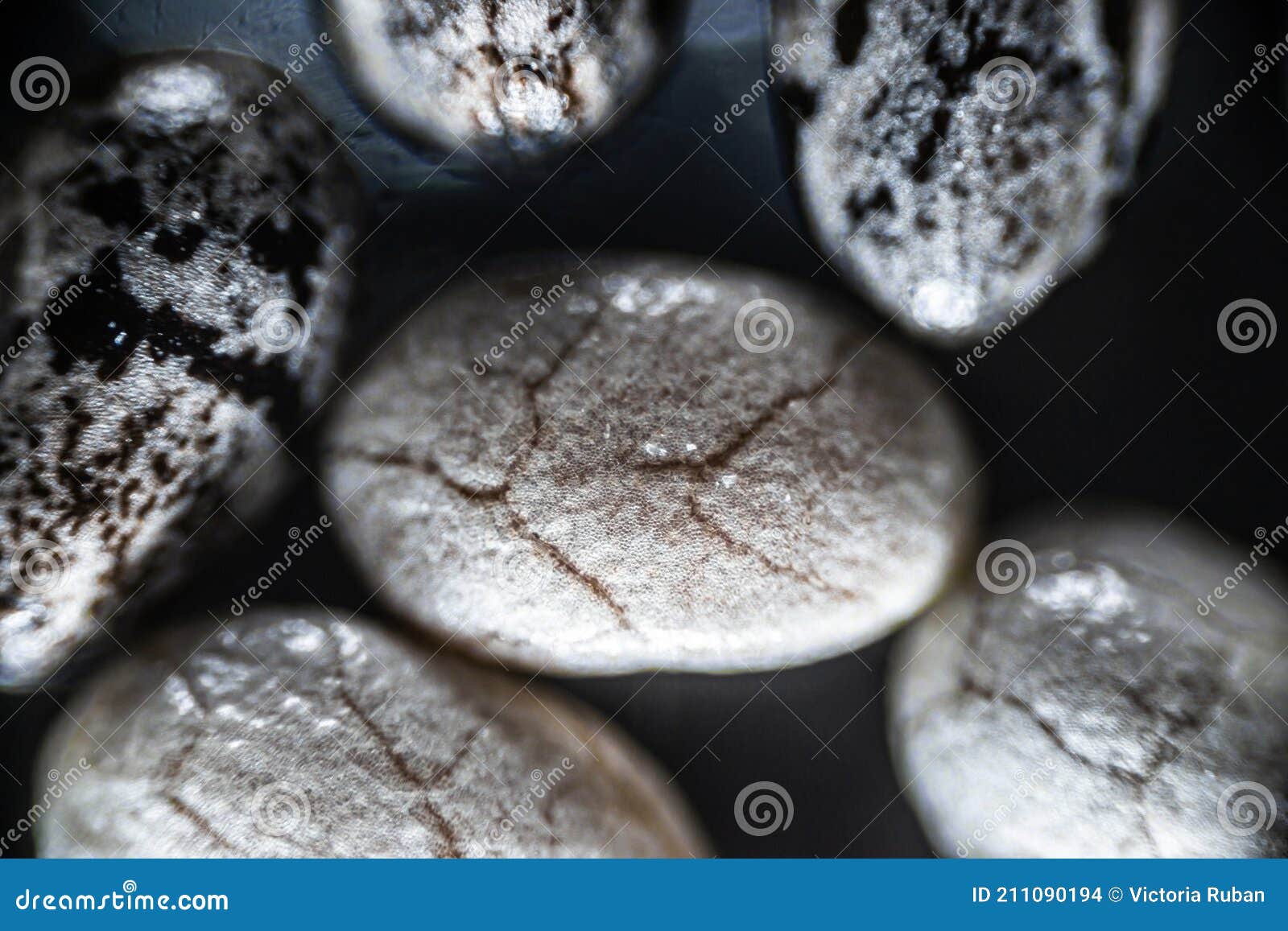 Chia Seeds Close Up Under the Light Microscope Stock Photo - Image of ...