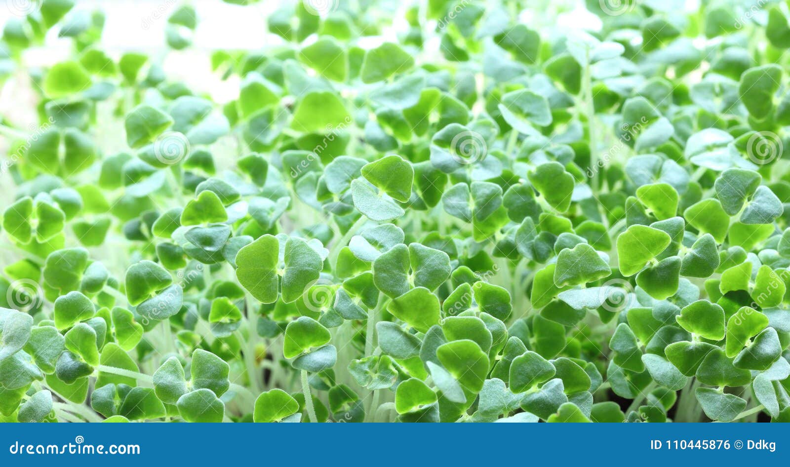 Chia sprouts stock photo. Image of food, greens, beautiful - 110445876