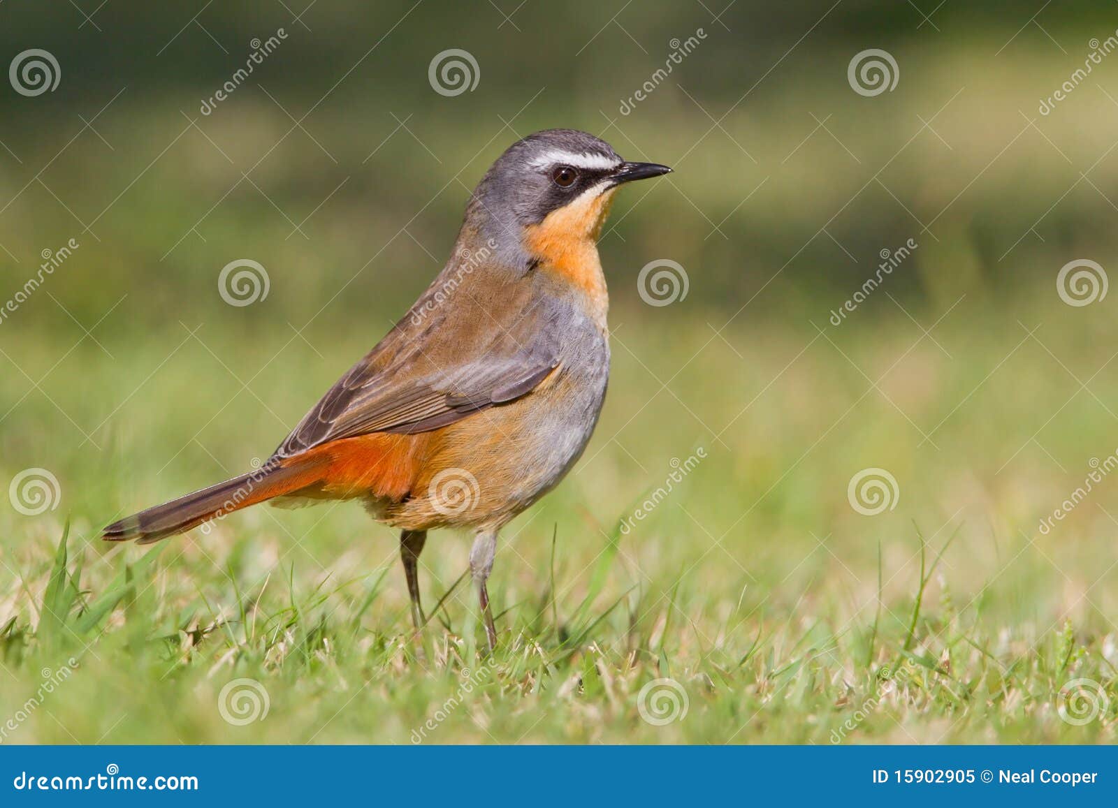 Chiacchierata Del Pettirosso Del Capo Immagine Stock - Immagine di ...