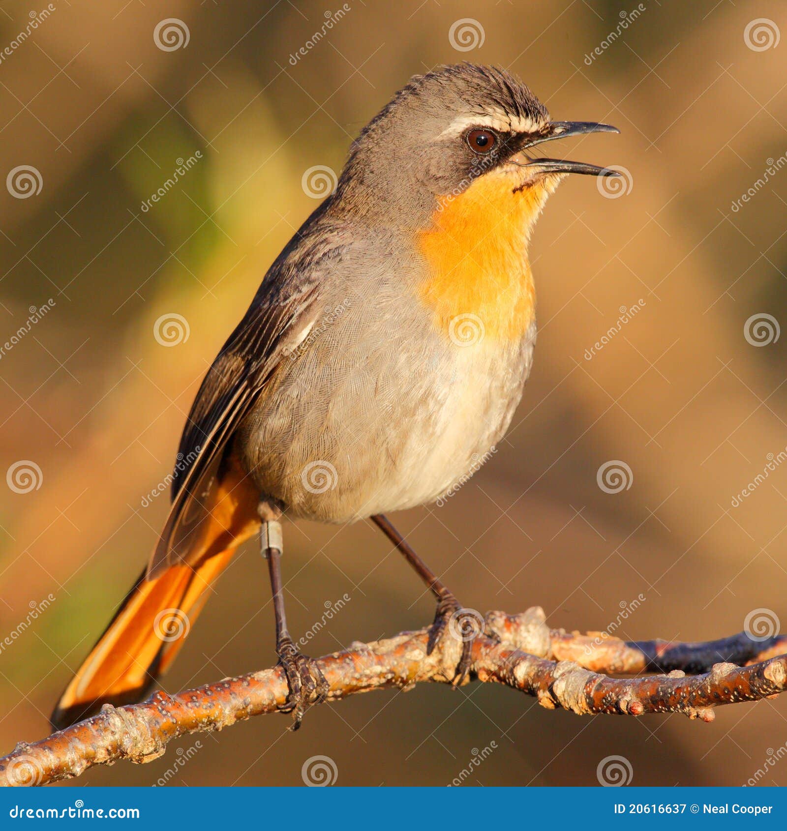 Chiacchierata Del Pettirosso Del Capo Immagine Stock - Immagine di ...
