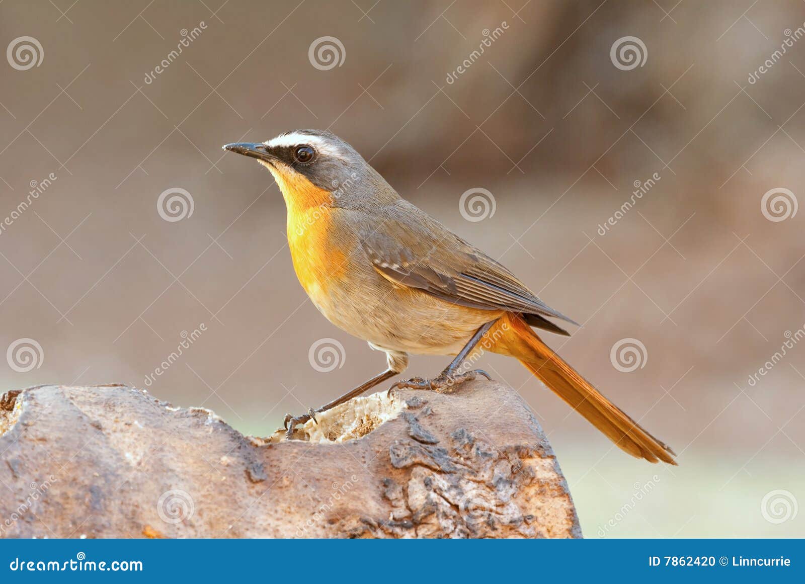 Chiacchierata Del Pettirosso Del Capo Fotografia Stock - Immagine di ...