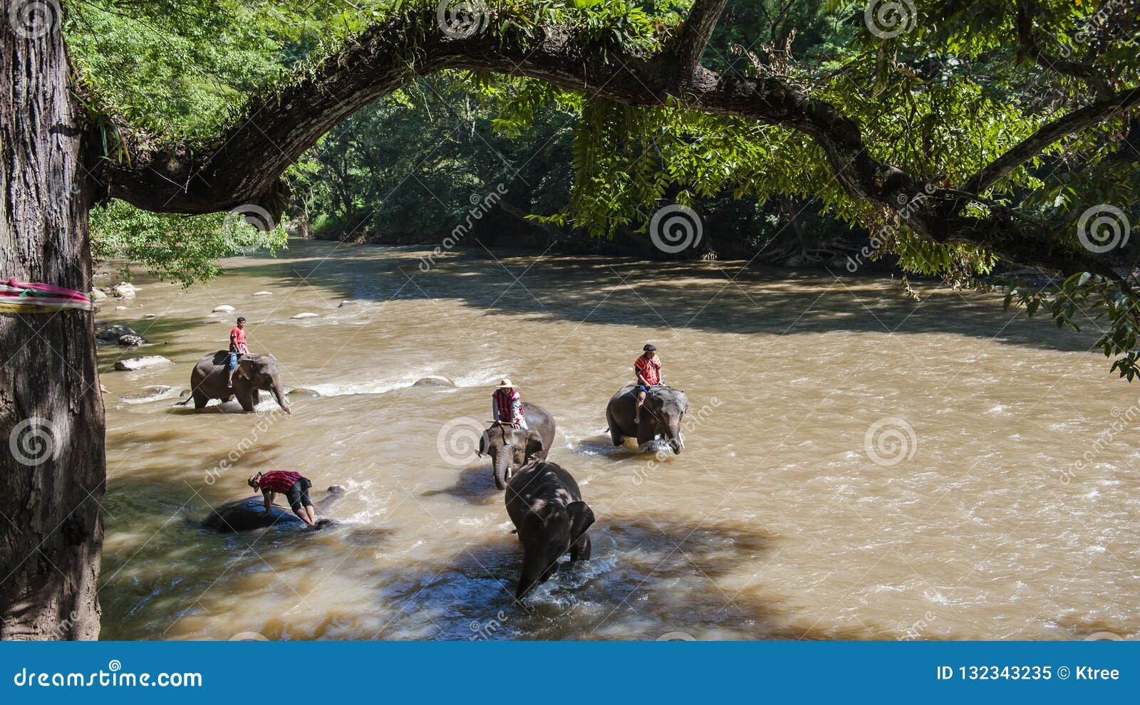 Chiang Mai Elephant Training Camp Editorial Image - Image of kick ...