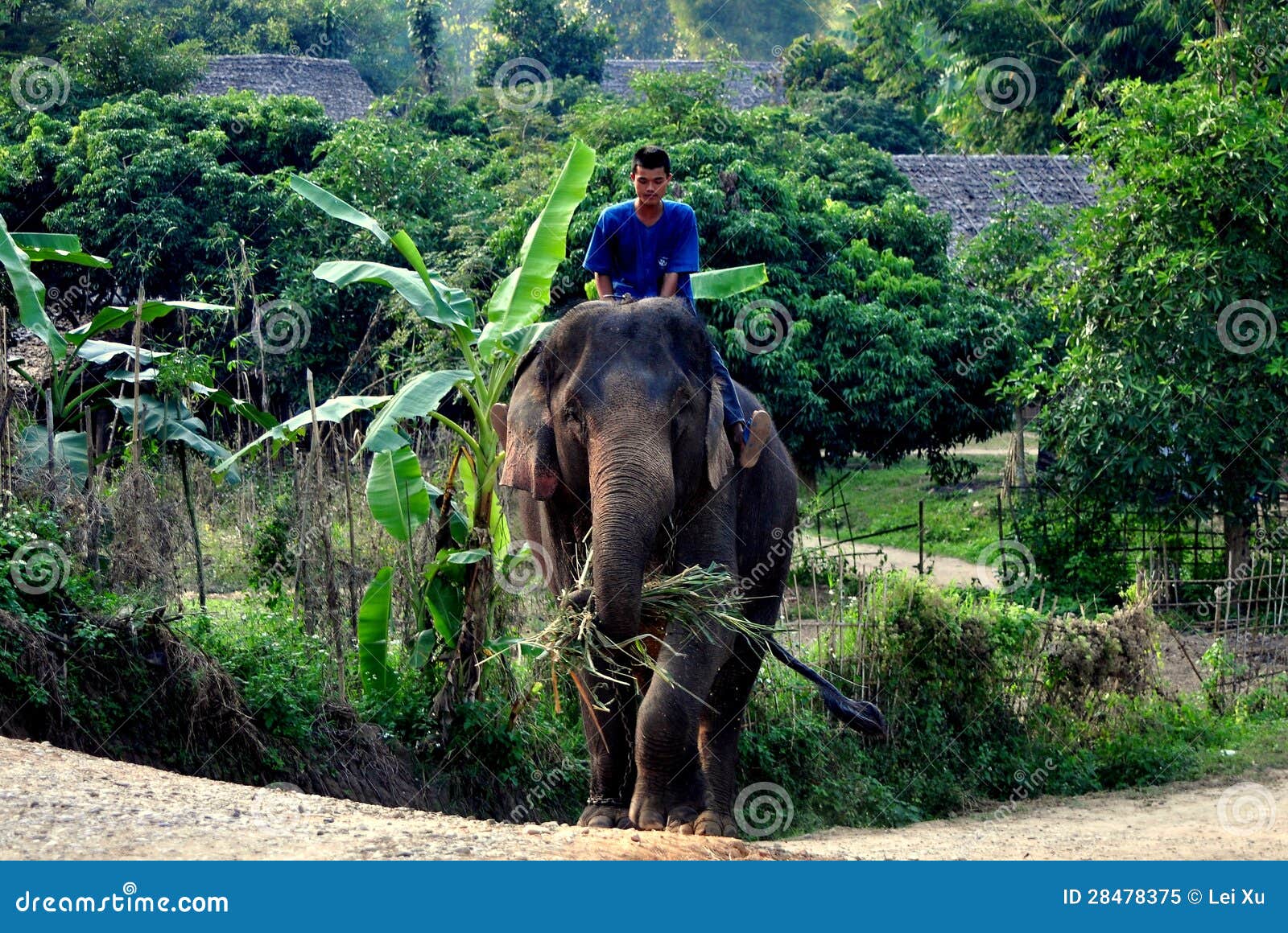 Chiang Mai, Thailand: Mahout Riding Elephant Editorial Image - Image of ...