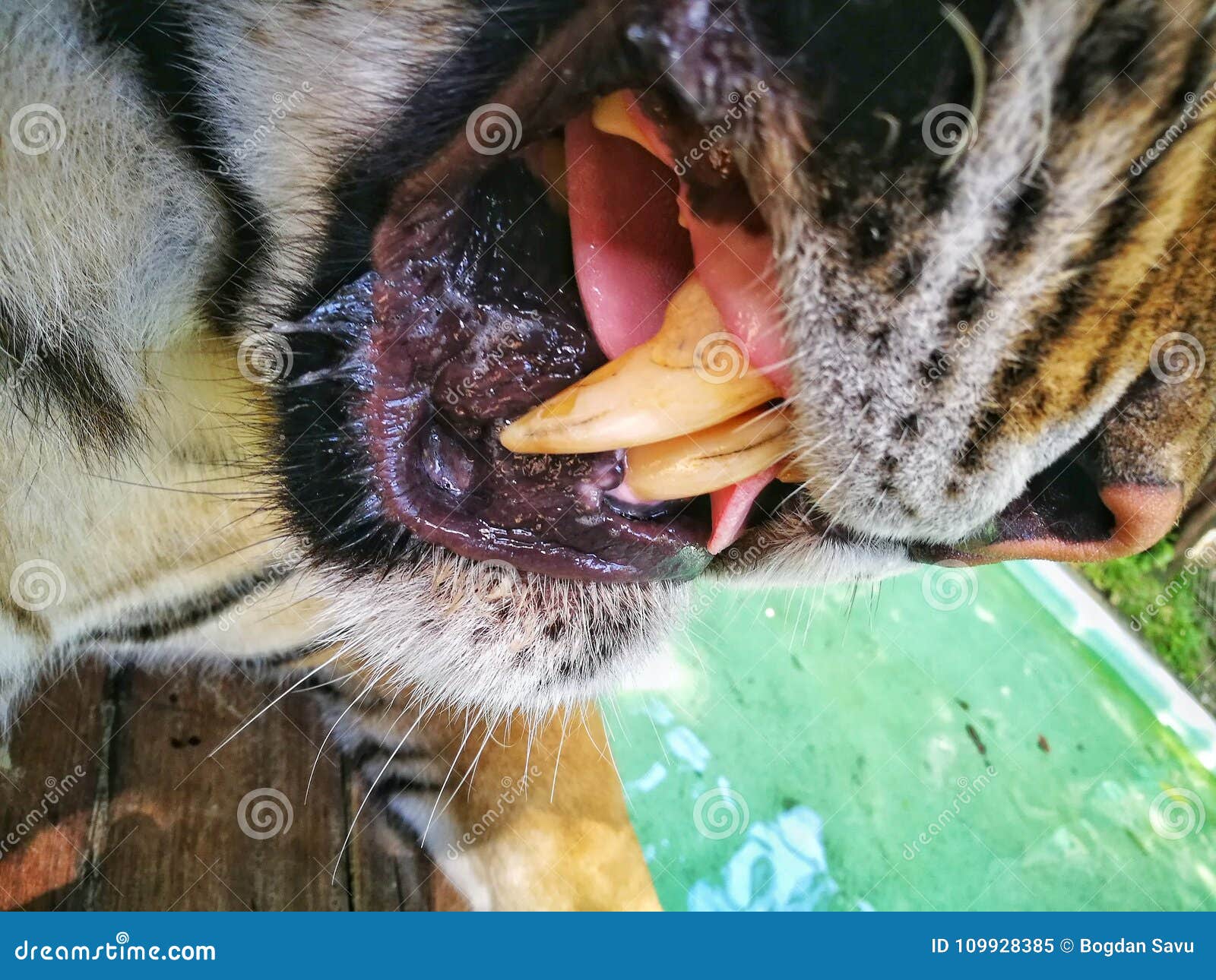 Chiang Mai, Tiger Kingdom, Tiger Jaws Stock Image - Image of chiang ...