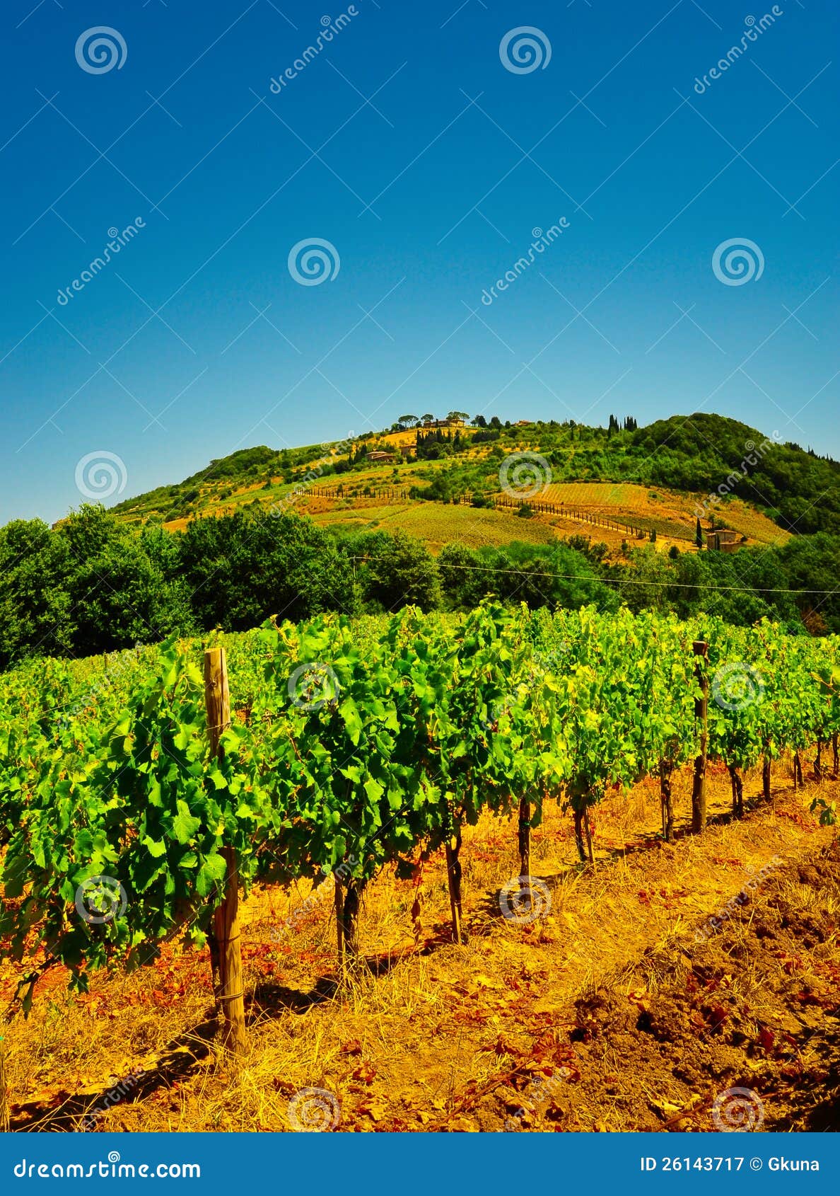 Chianti stock image. Image of pattern, nature, cypress - 26143717