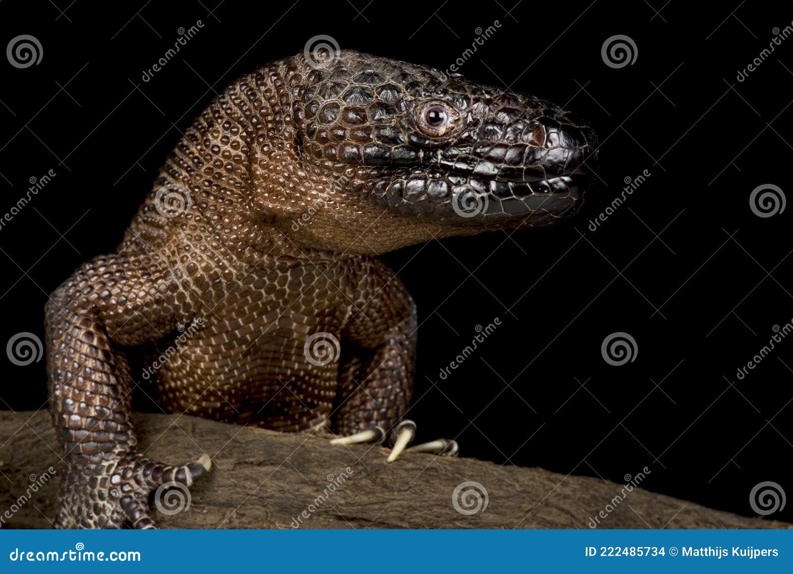 Chiapan Beaded Lizard Heloderma Alvarezii Stock Photo - Image of ...