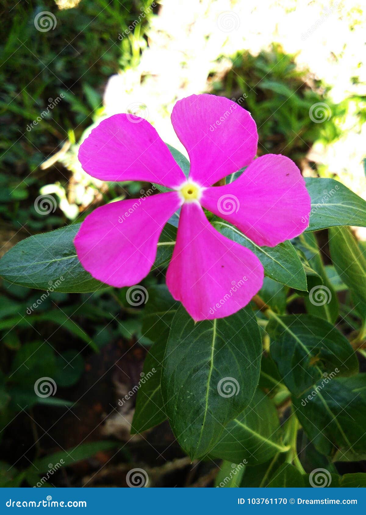 Chichirica stock photo. Image of vibrant, pink, chichirica - 103761170