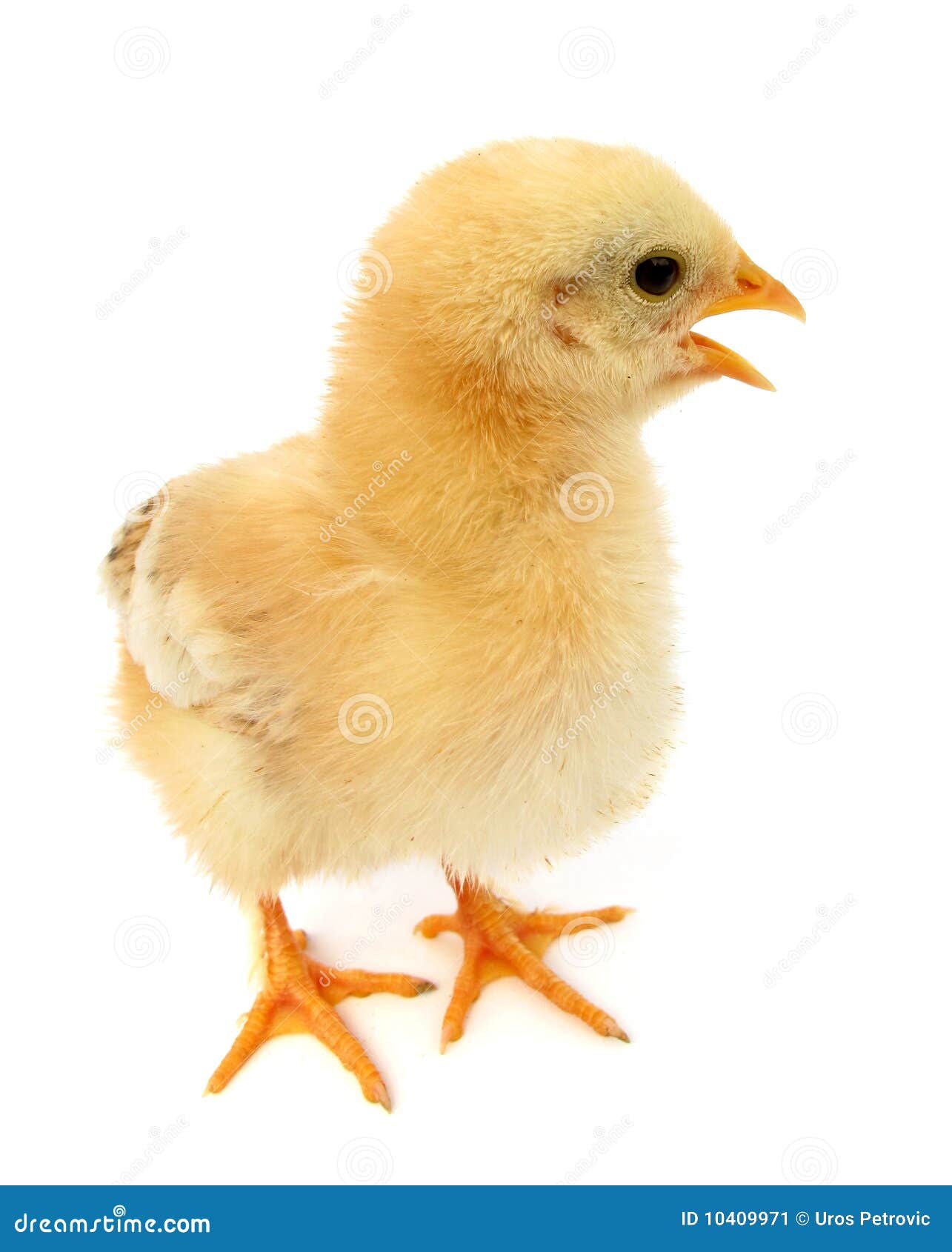 Chick stock image. Image of studio, chicken, wing, feather - 10409971