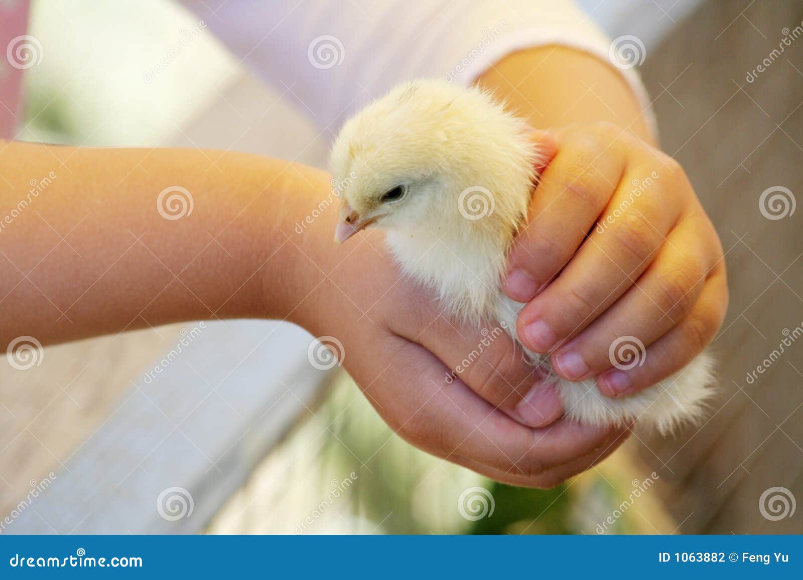 Chick stock photo. Image of sweet, chicken, fluff, chick - 1063882