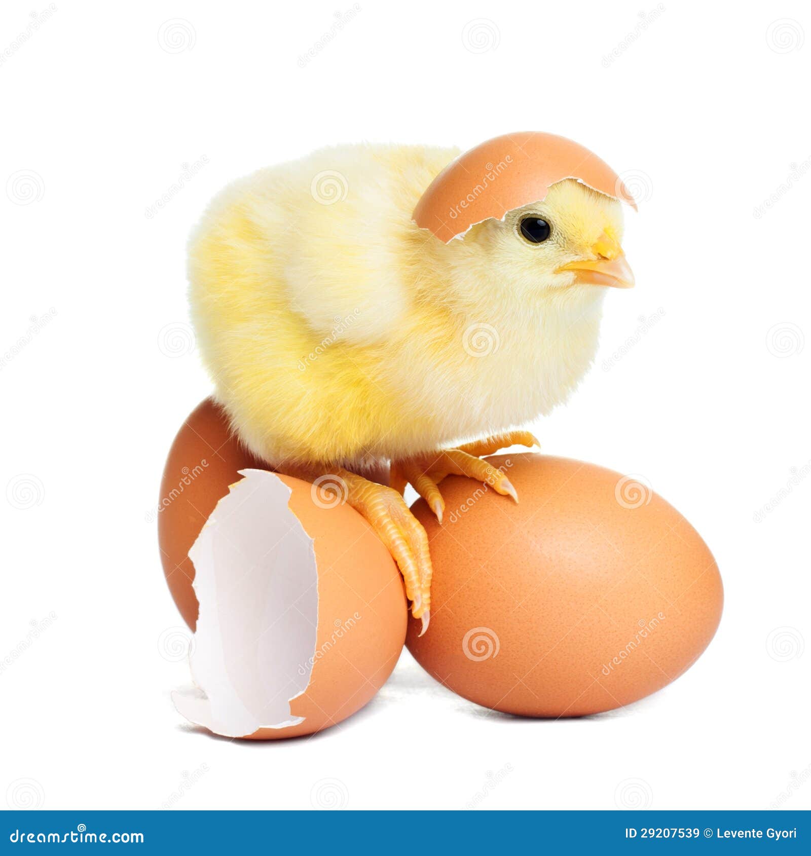Chick stock image. Image of furry, adorable, beginning - 29207539