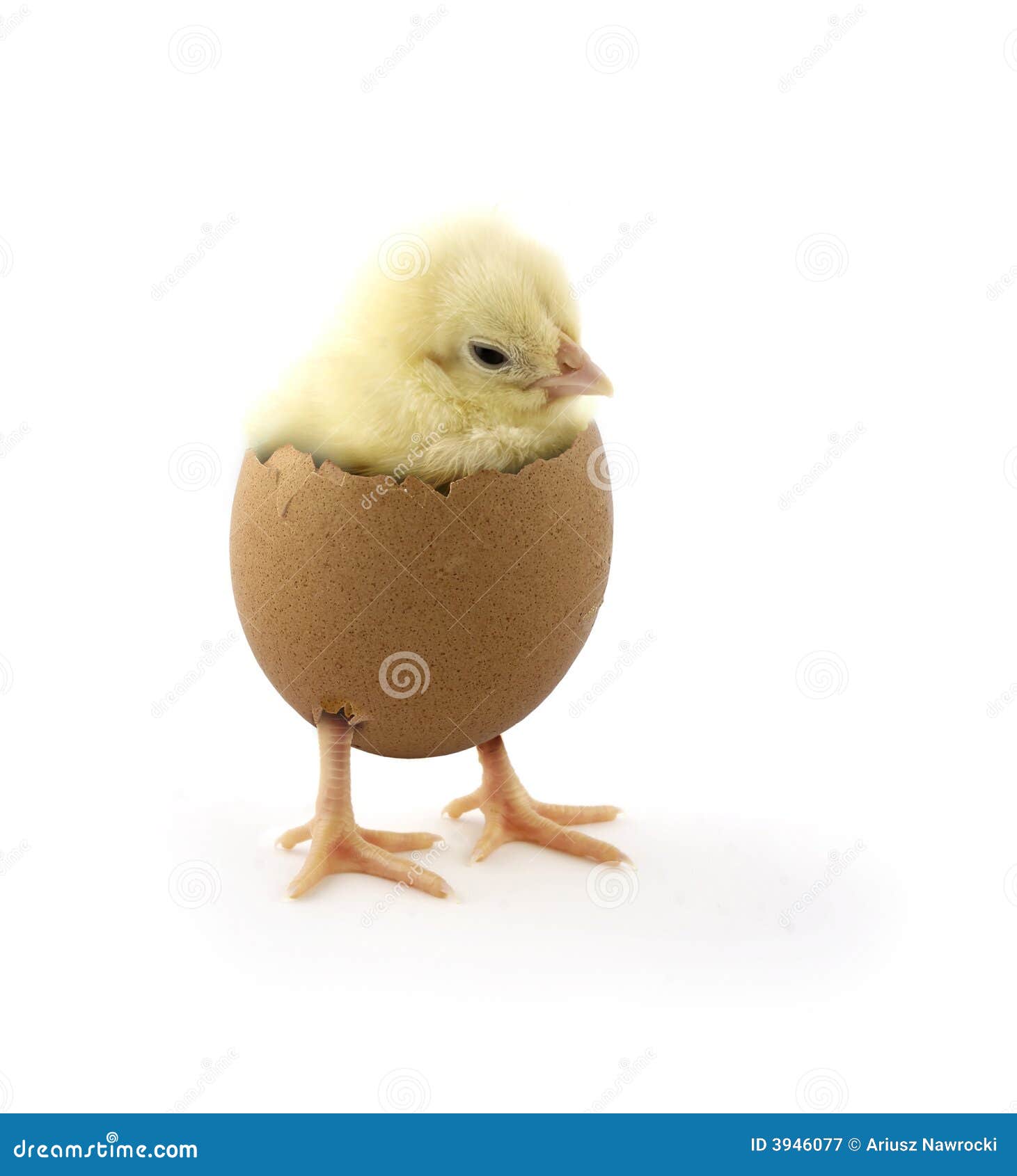 The chick stock image. Image of poultry, fluff, grow, wings - 3946077