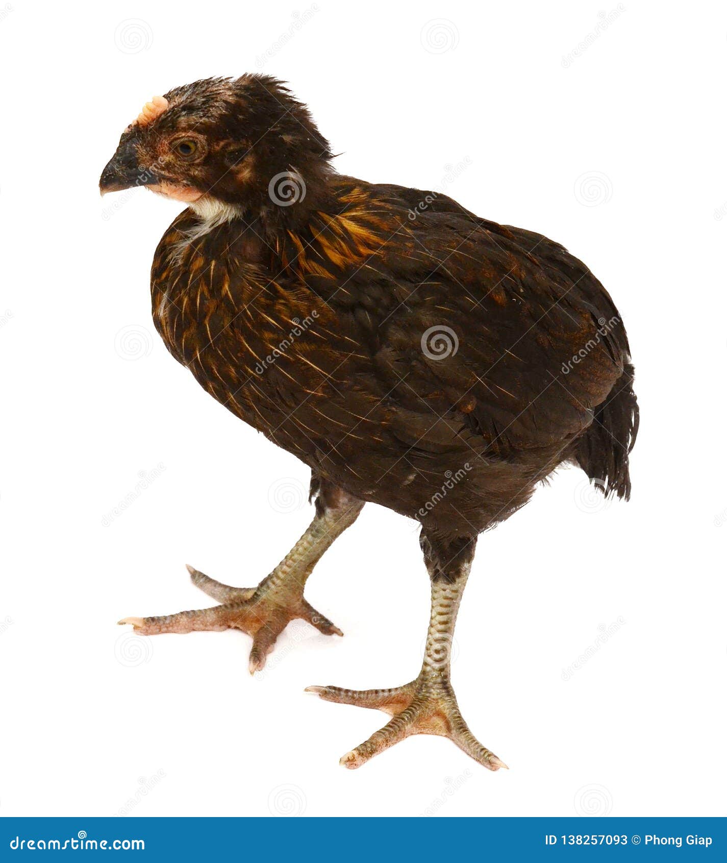 Side View of Araucana, Standing. Stock Image - Image of photographs ...