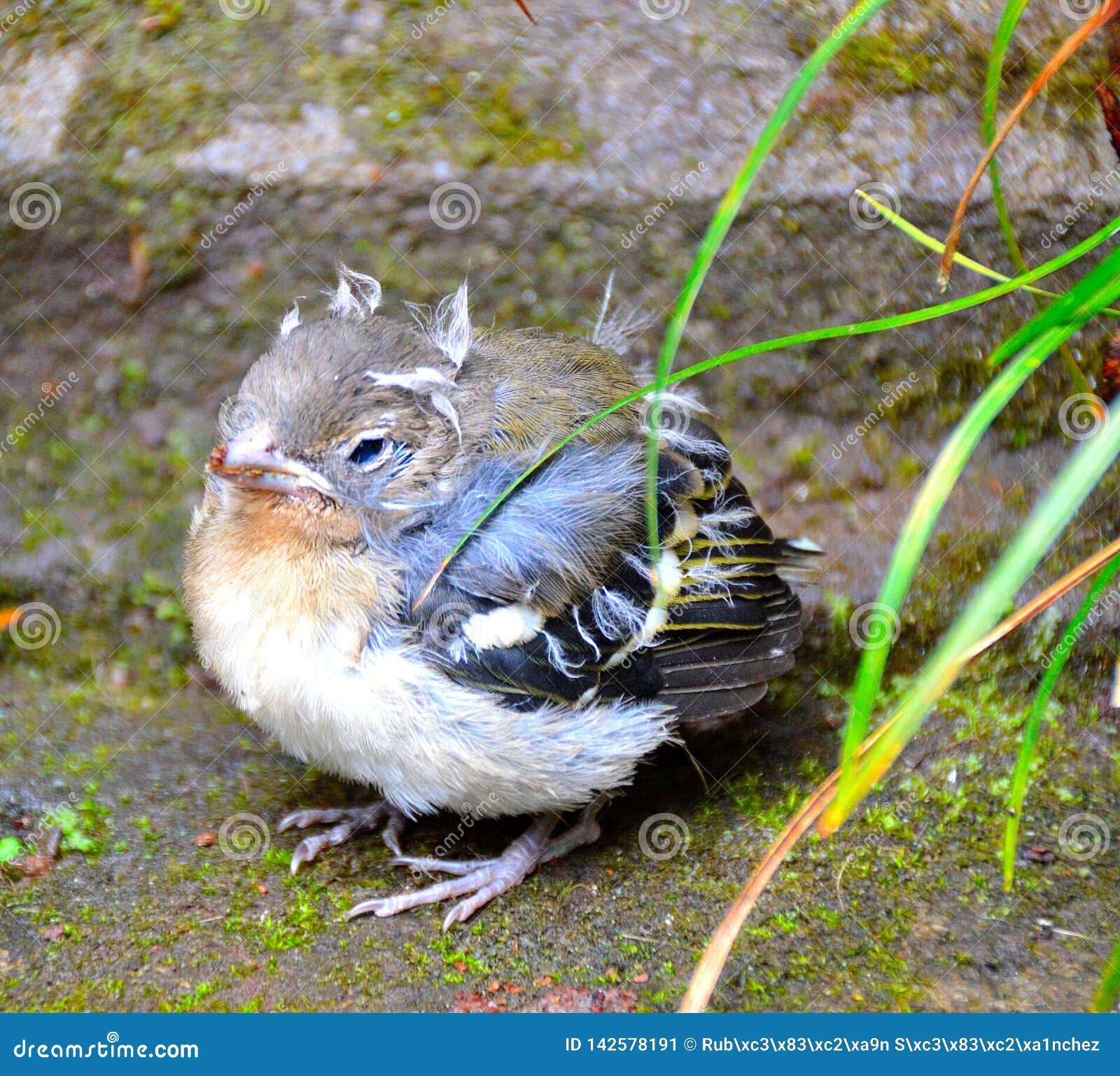 Small bird stock image. Image of bird, chick, baby, small - 142578191