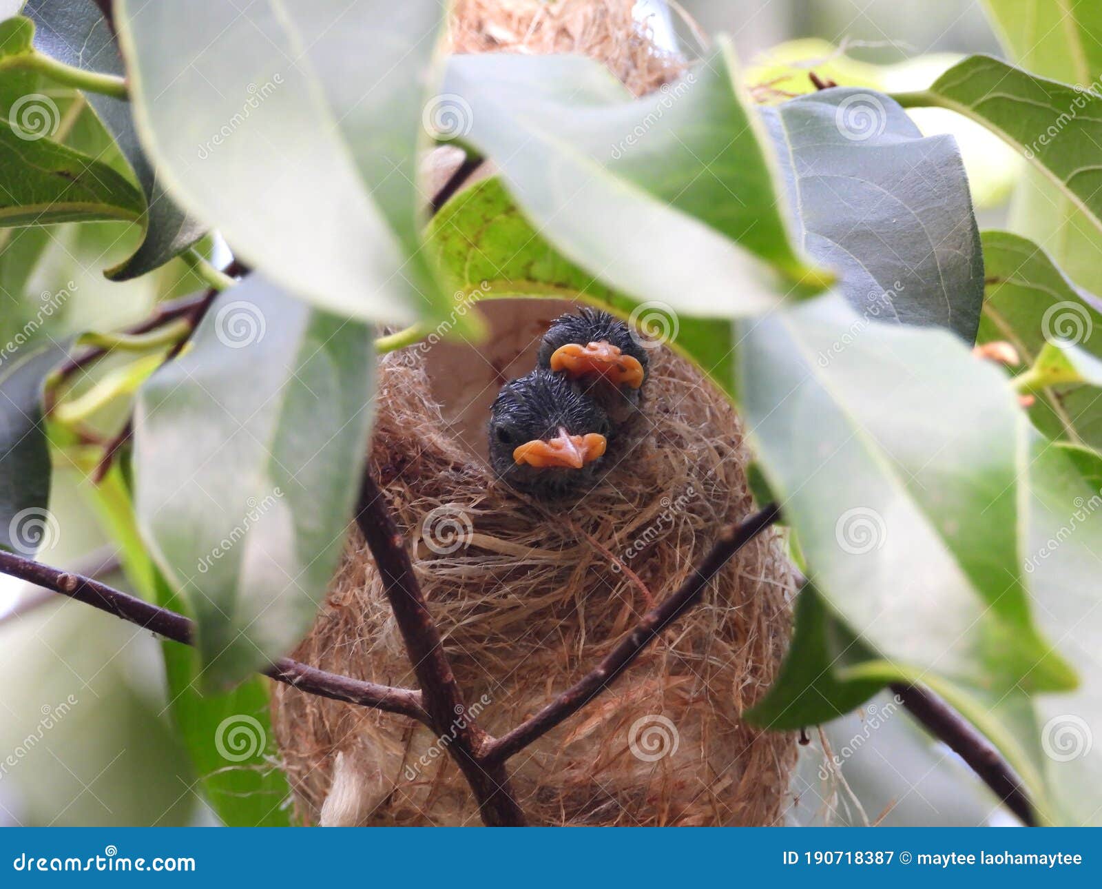 Chick of bird in the nest. stock image. Image of wildlife - 190718387
