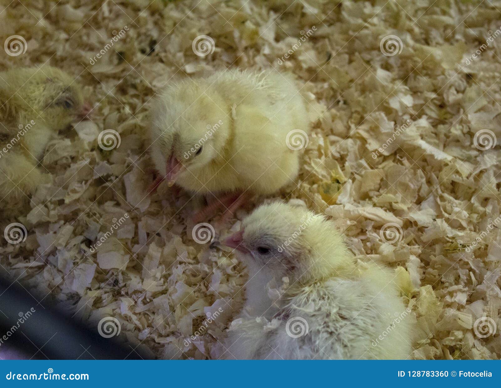 Chick hatching egg stock photo. Image of chick, blind - 128783360