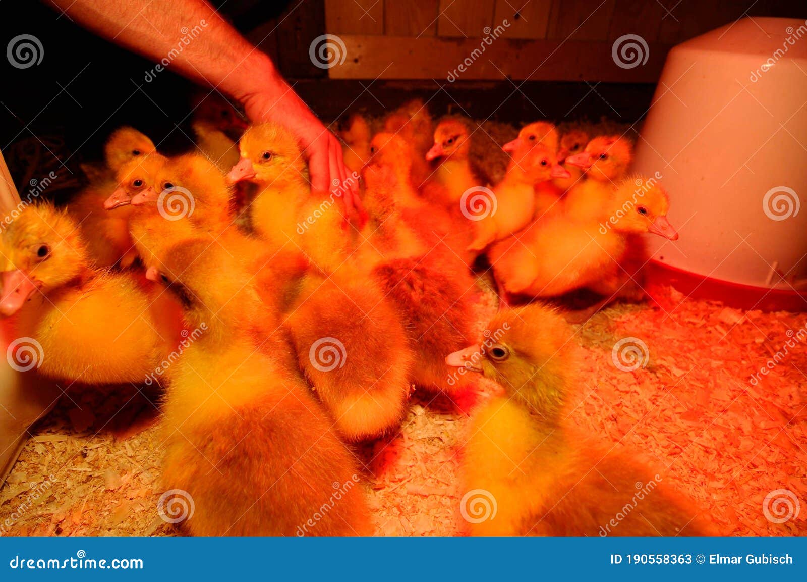 Chick Breeding with Infrared Heater Stock Image - Image of life ...