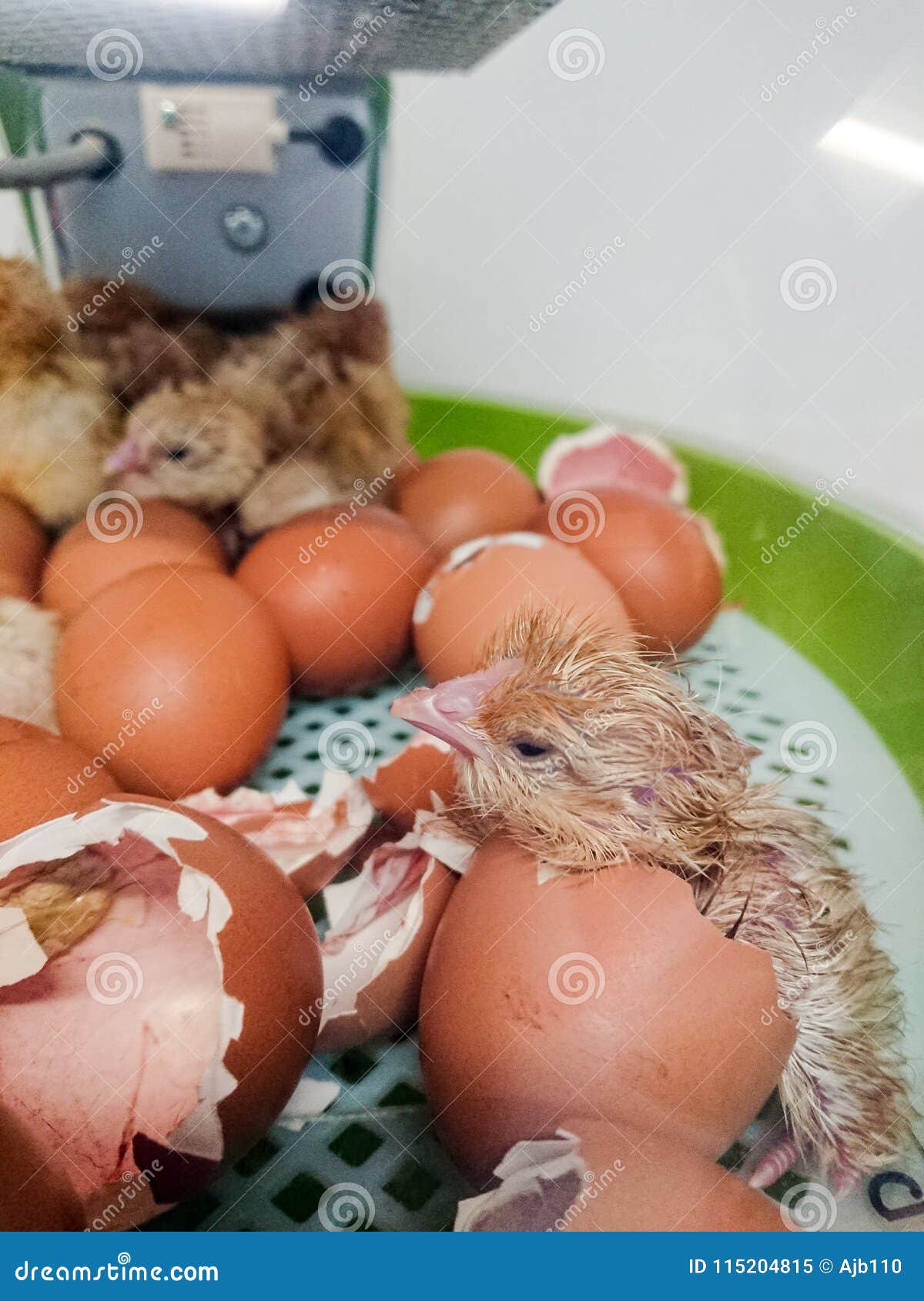 Chick stock image. Image of chick, eggs, hatching, chicks - 115204815