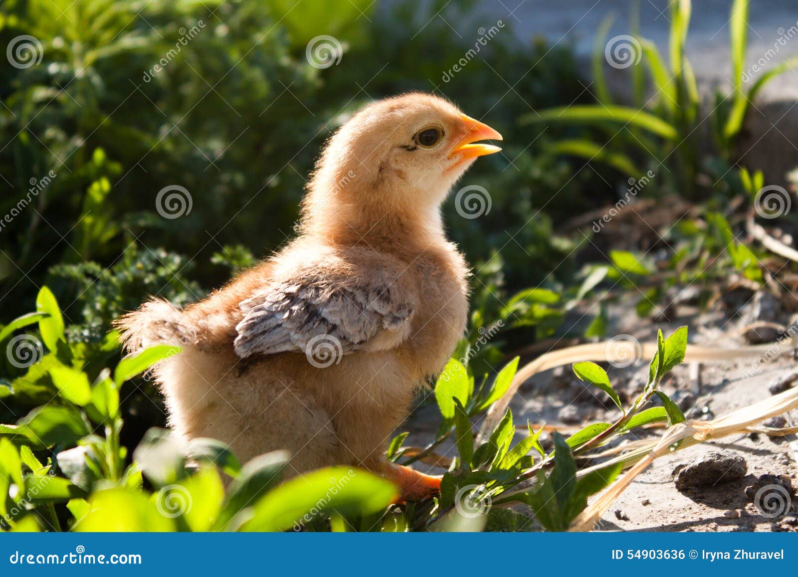 Chick stock photo. Image of poultry, hairy, fuzzy, poult - 54903636